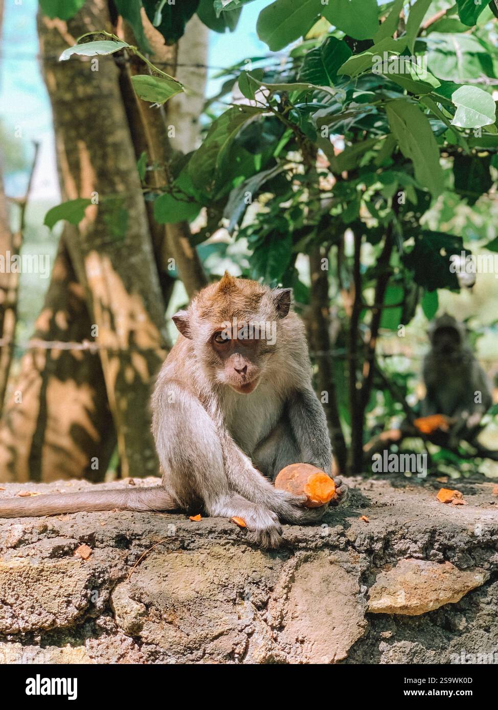 Charming photograph of monkeys in Bali, captured in their natural ...