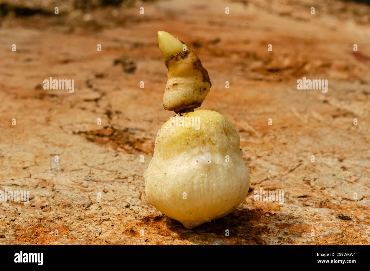 An isolated sprouting coconut embreo is separated an resting on a ...
