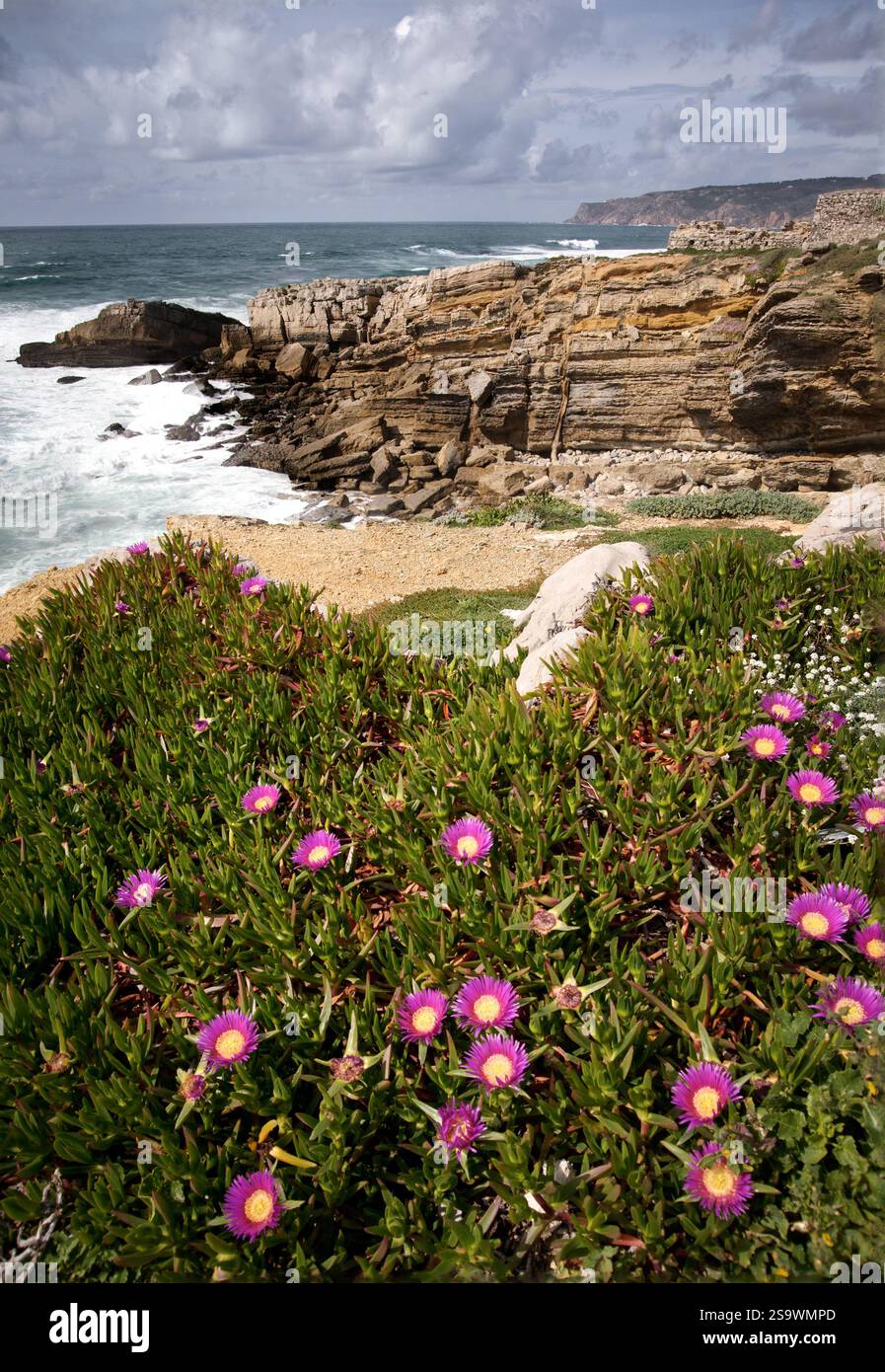 Coastal Flowers and Rocky Cliffs by the Ocean Stock Photo - Alamy