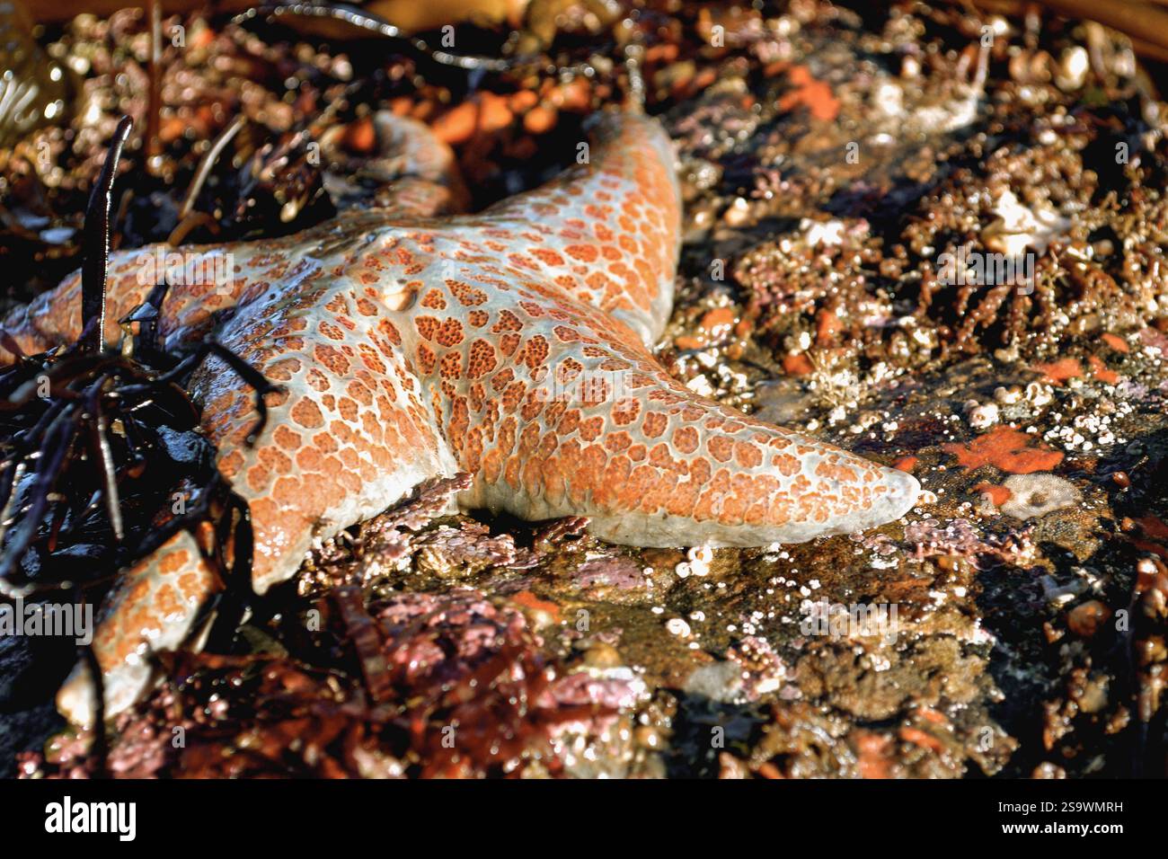 Rocky intertidal (starfish or seastar) hi-res stock photography and ...