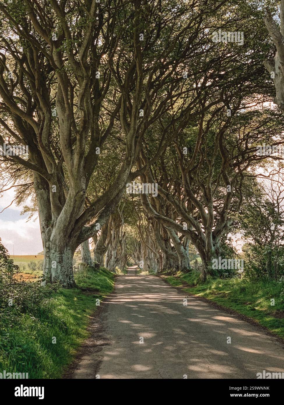 Enigmatic photo of the Dark Hedges in Northern Ireland, showcasing the ...