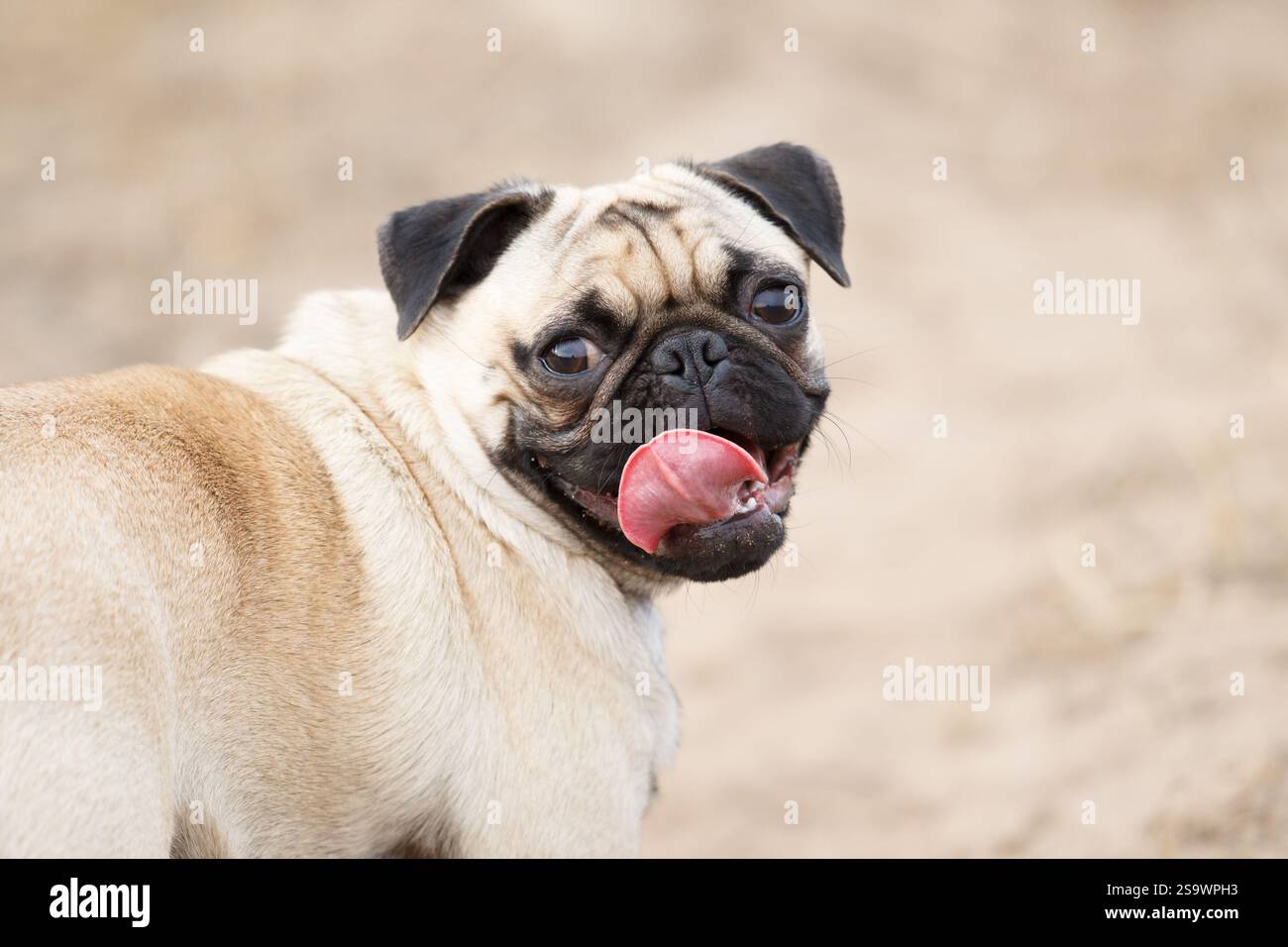 A young Pug dog taking a break from playtime Stock Photo - Alamy