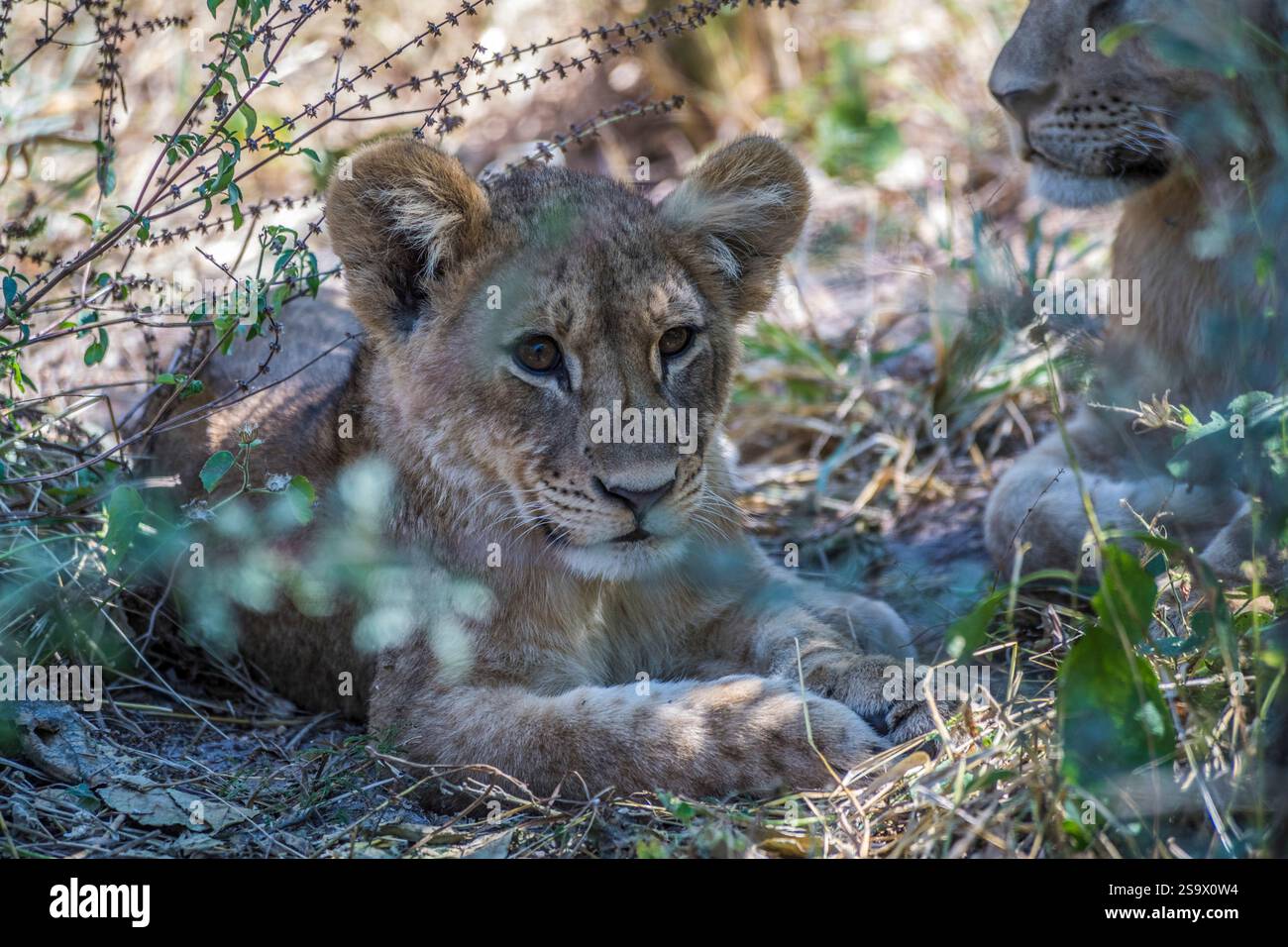 Africa, Botswana, Okavango Delta. Two baby cub lions rest in the shade ...