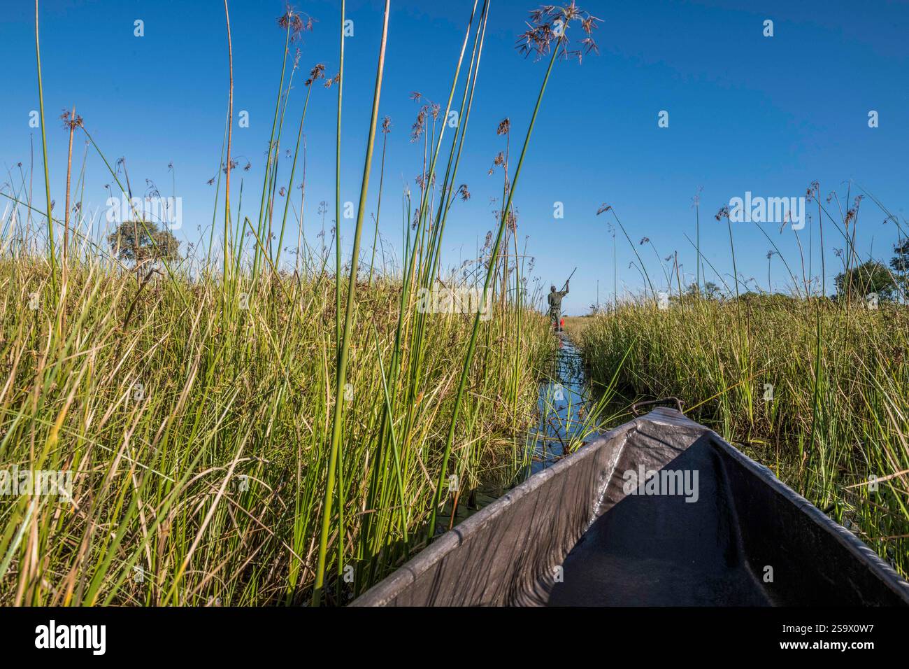 Africa, Botswana, Okavango Delta. View through the thick reeds from a ...