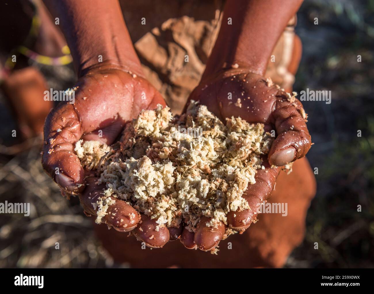 Africa, Botswana, Kalahari desert. Herbs used for insect repellant are ...