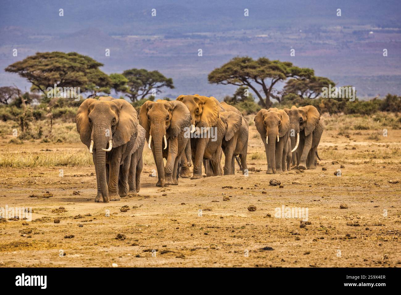 Elephant train, Amboseli National Park, Africa Stock Photo - Alamy