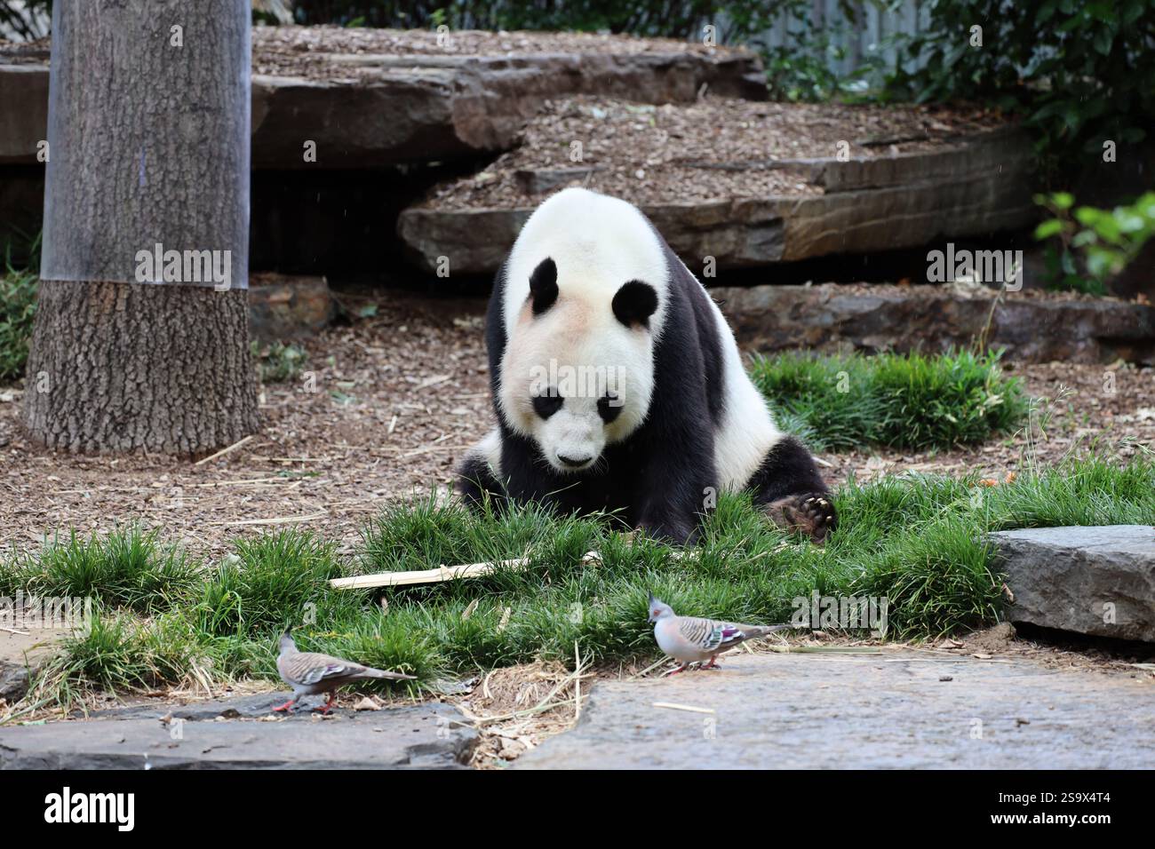 wide-angle giant panda bear sitting with bamboo shoot and small birds ...
