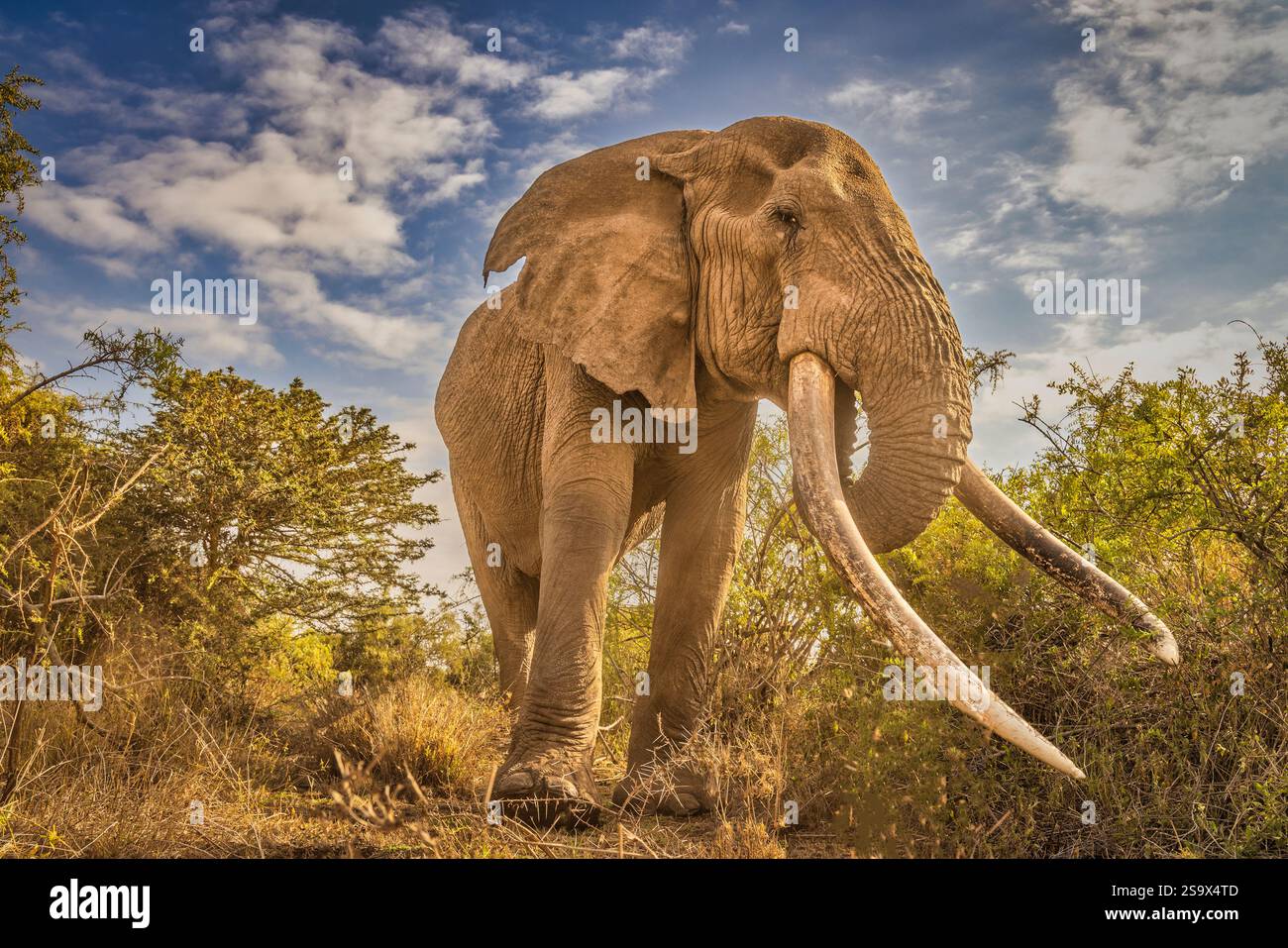 Craig the Elephant, largest Amboseli elephant, Amboseli National Park ...