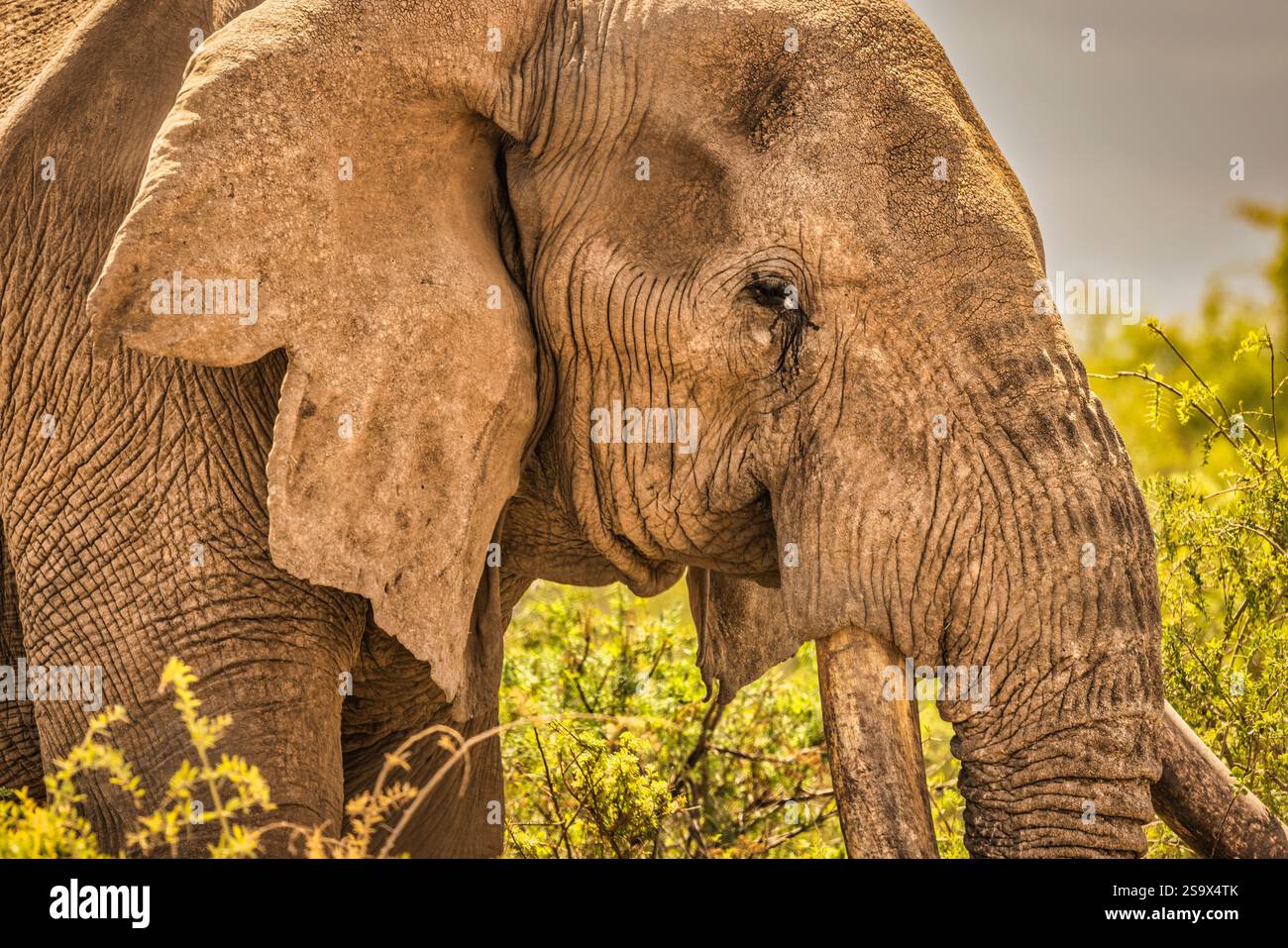 Craig the Elephant, largest Amboseli elephant, Amboseli National Park ...