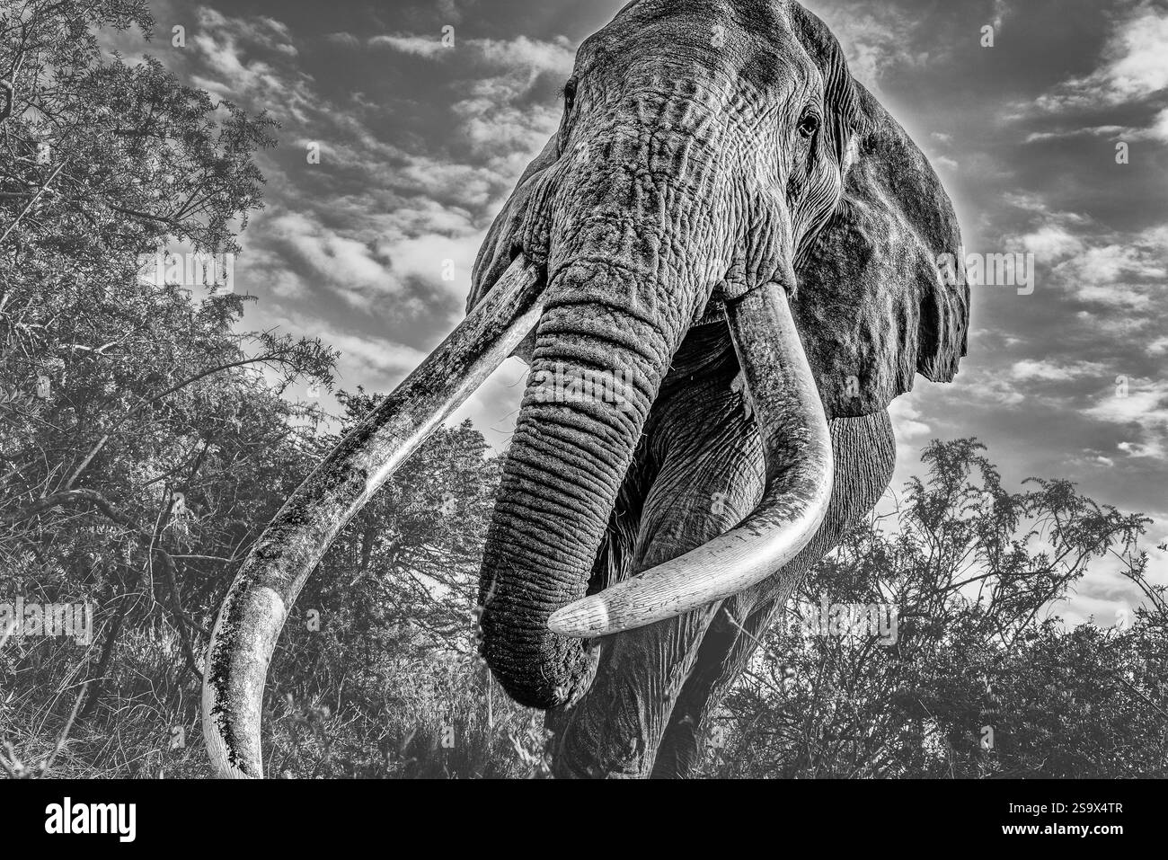 Craig the Elephant, largest Amboseli elephant, Amboseli National Park ...