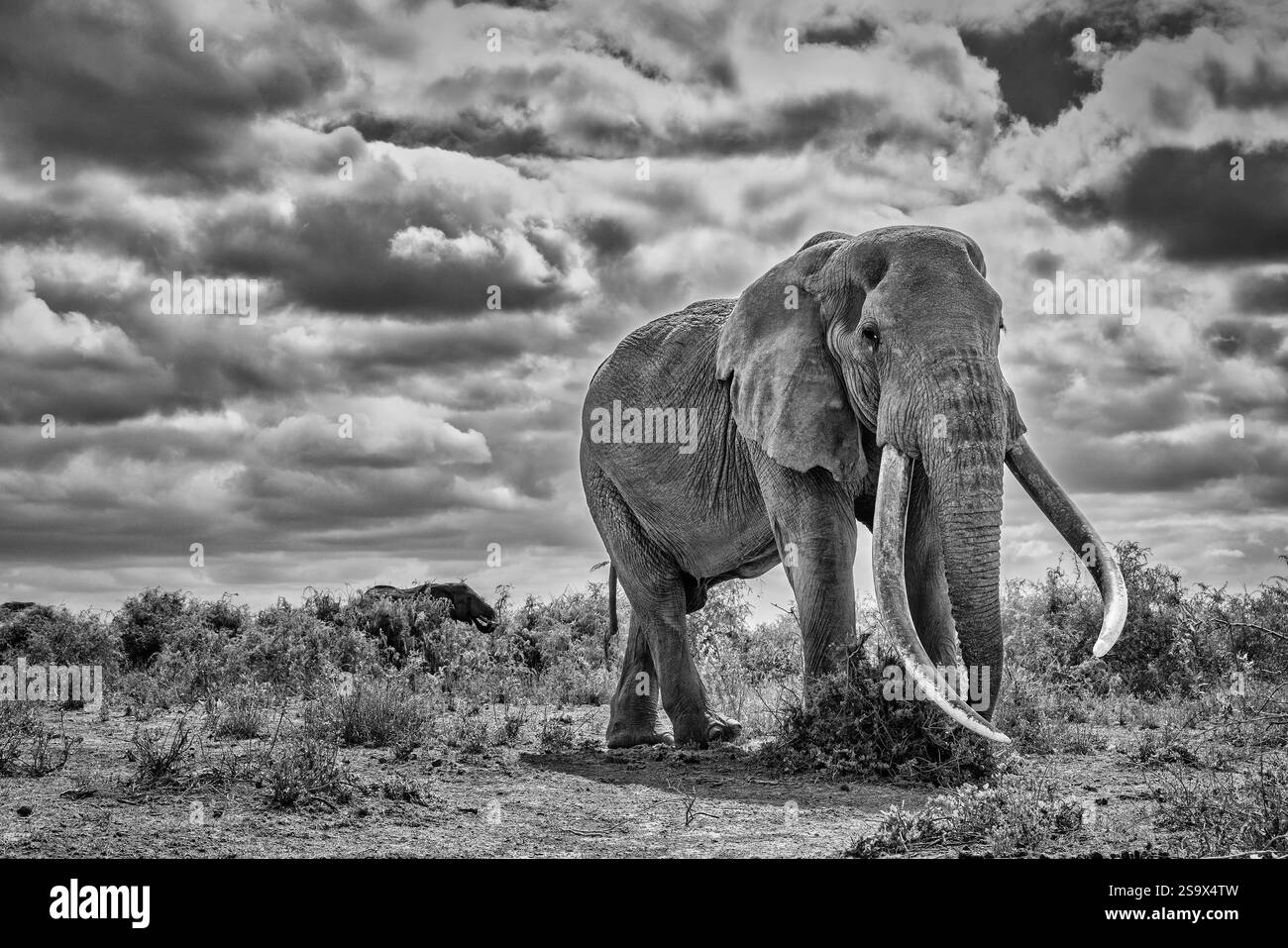 Craig the Elephant, largest Amboseli elephant, Amboseli National Park ...
