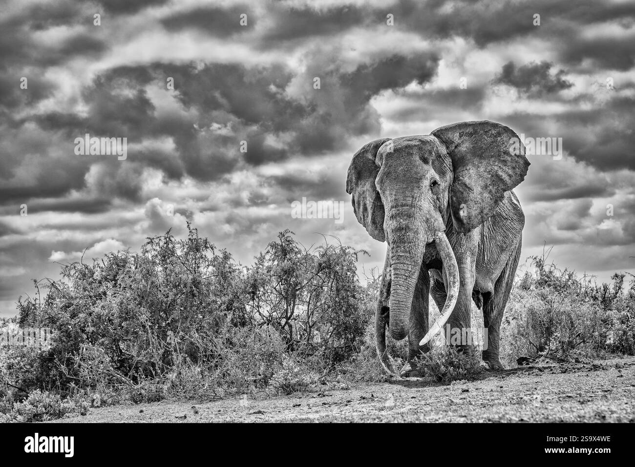Craig the Elephant, largest Amboseli elephant, Amboseli National Park ...