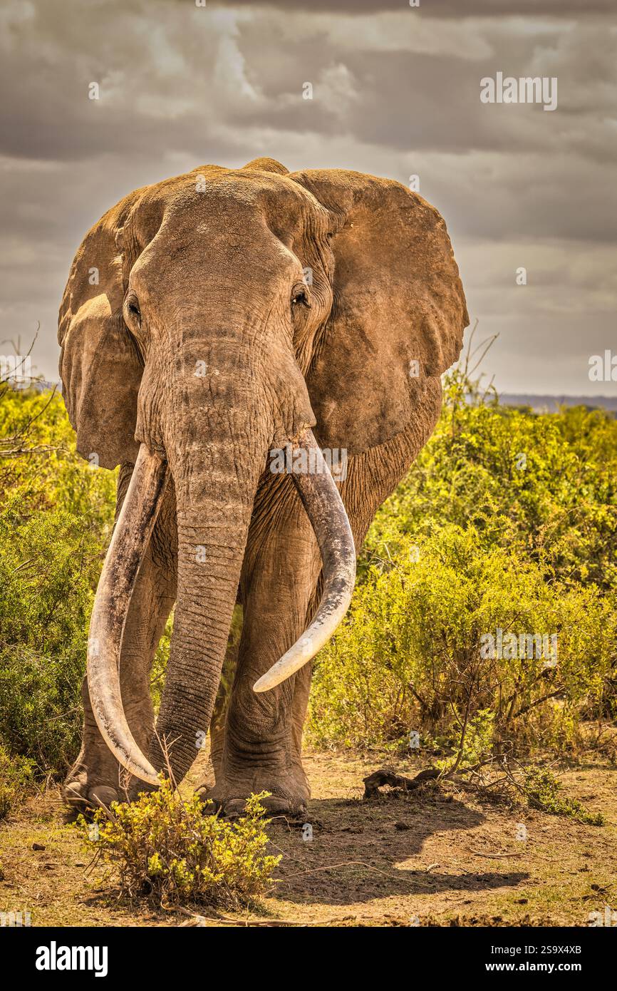 Craig the Elephant, largest Amboseli elephant, Amboseli National Park ...