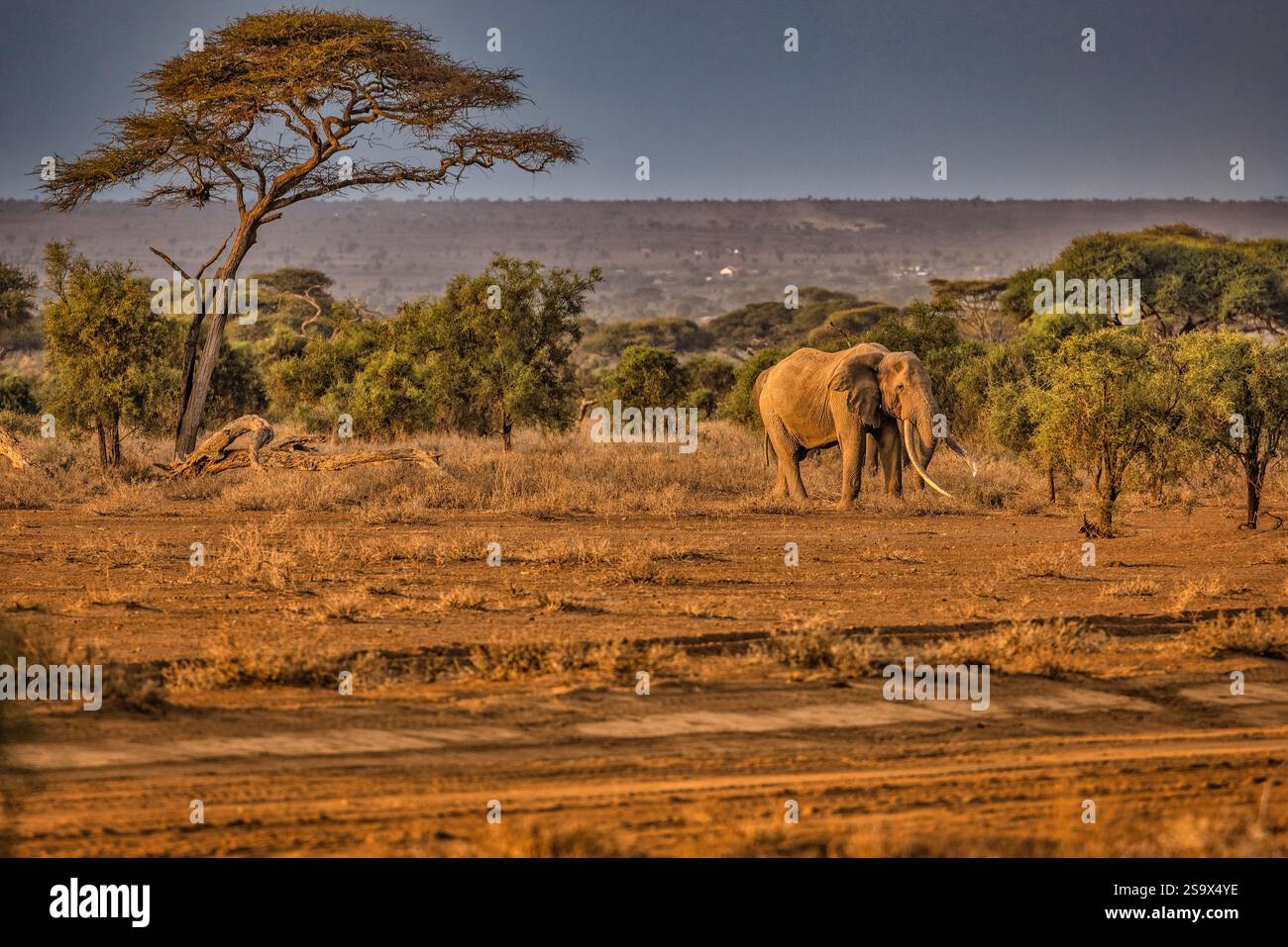 Craig the Elephant, largest Amboseli elephant, Amboseli National Park ...