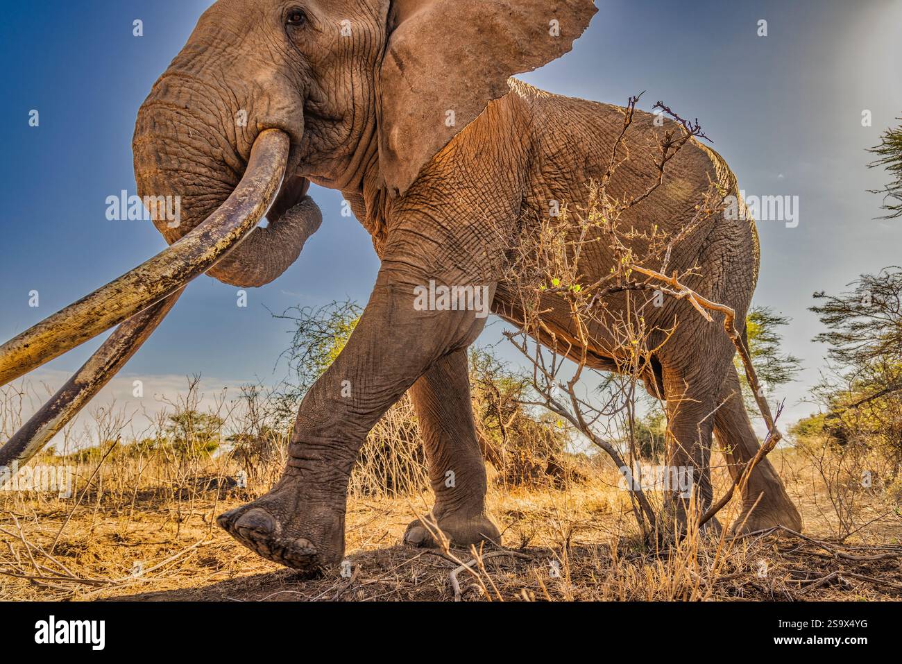Craig the Elephant, largest Amboseli elephant, Amboseli National Park ...