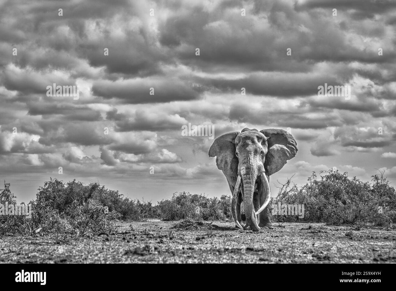 Craig the Elephant, largest Amboseli elephant, Amboseli National Park ...