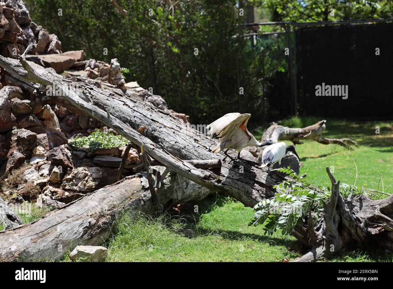 two black and white birds on a tree trunk (log Stock Photo - Alamy