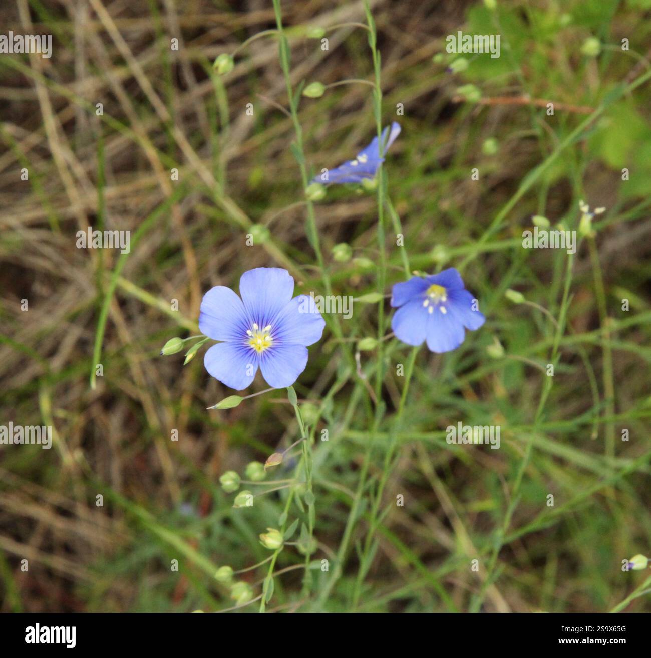 Wild Blue Flax (Linum lewisii) purple wildflower at Lewis & Clark ...