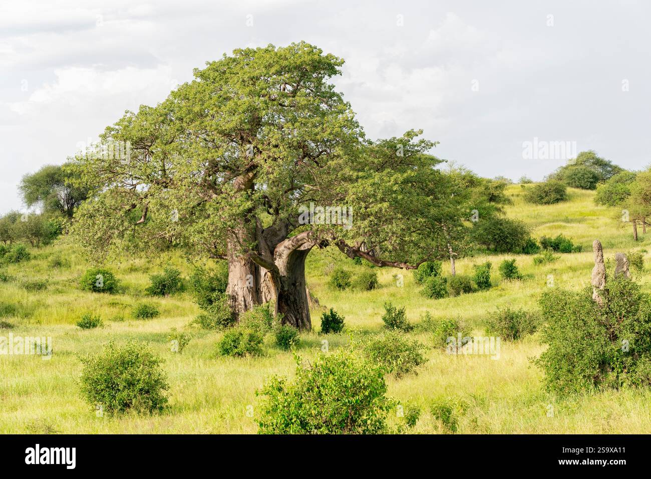 Africa, Tanzania. Portrait of a baobab tree in full leaf Stock Photo ...