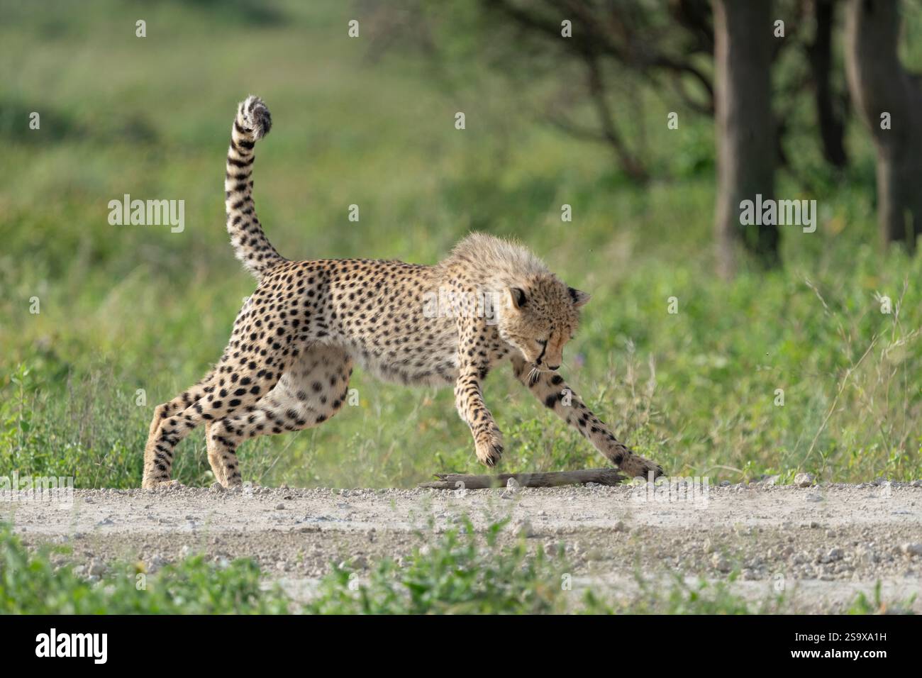 Africa, Tanzania. A young cheetah plays with a stick Stock Photo - Alamy