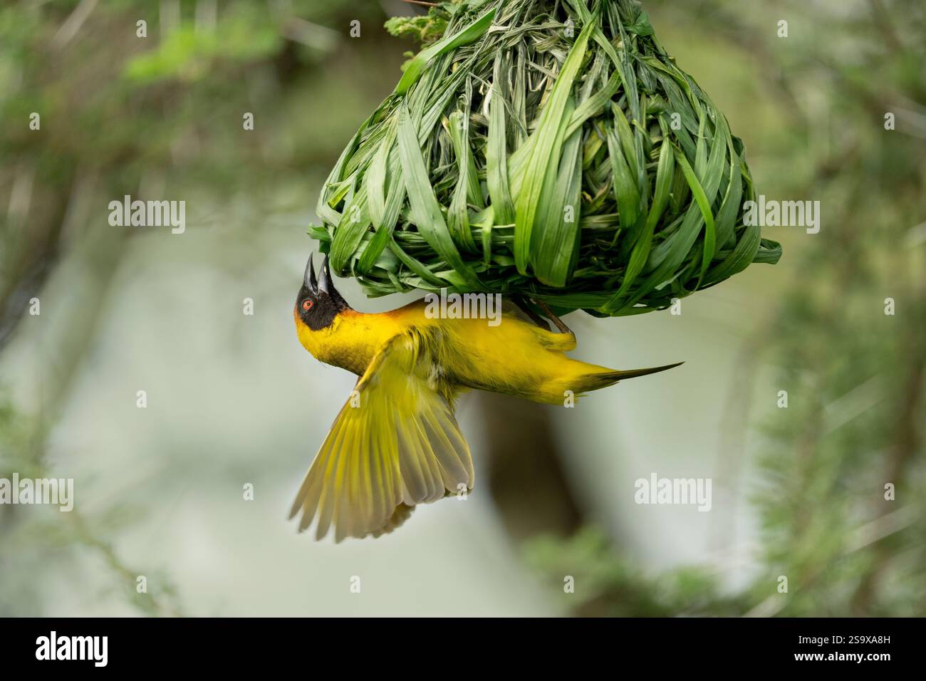 Africa, Tanzania. A masked weaver works on perfecting his next Stock ...
