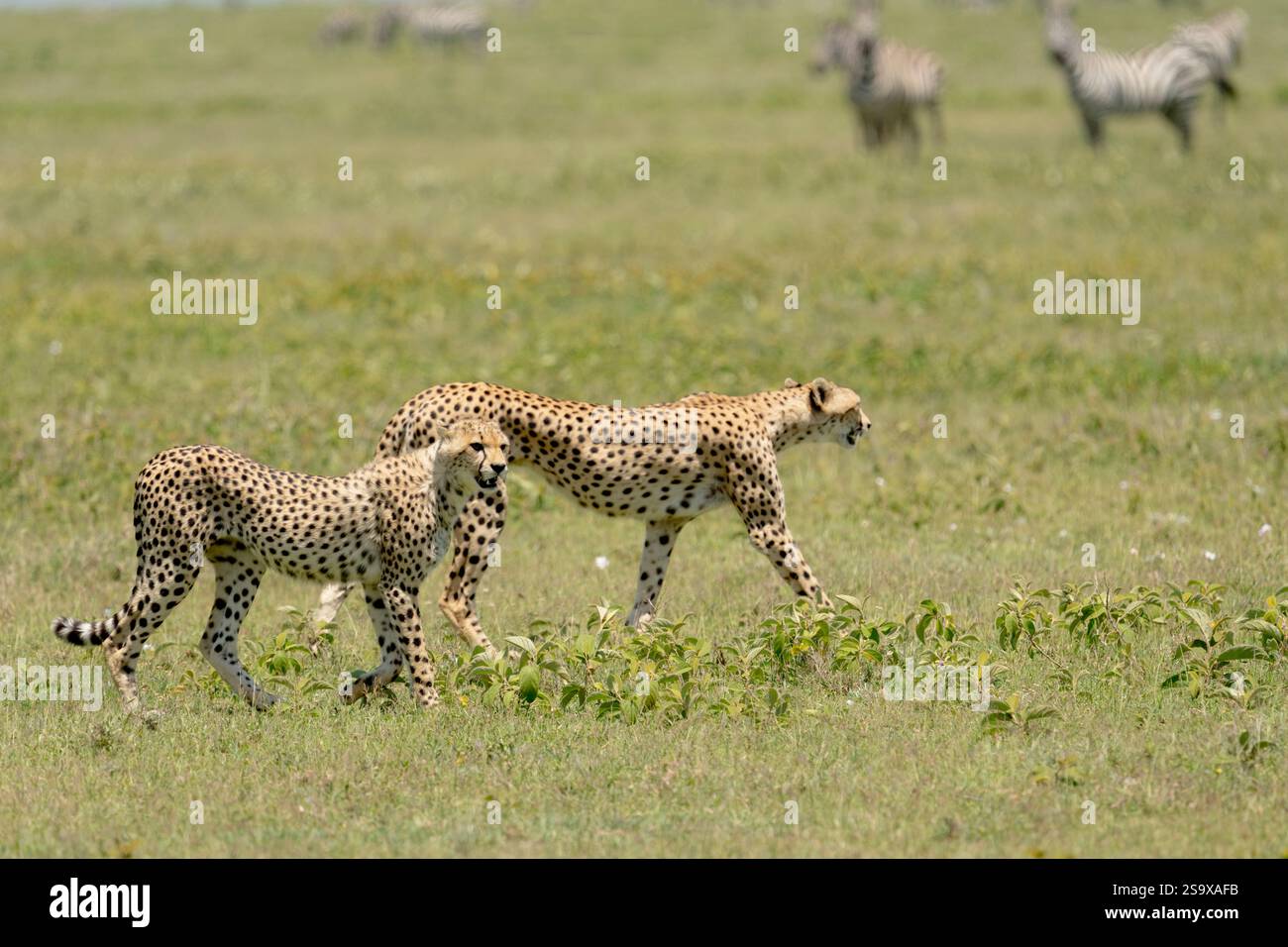 Africa, Tanzania. A hungry female cheetah with her juvenile cub walk ...