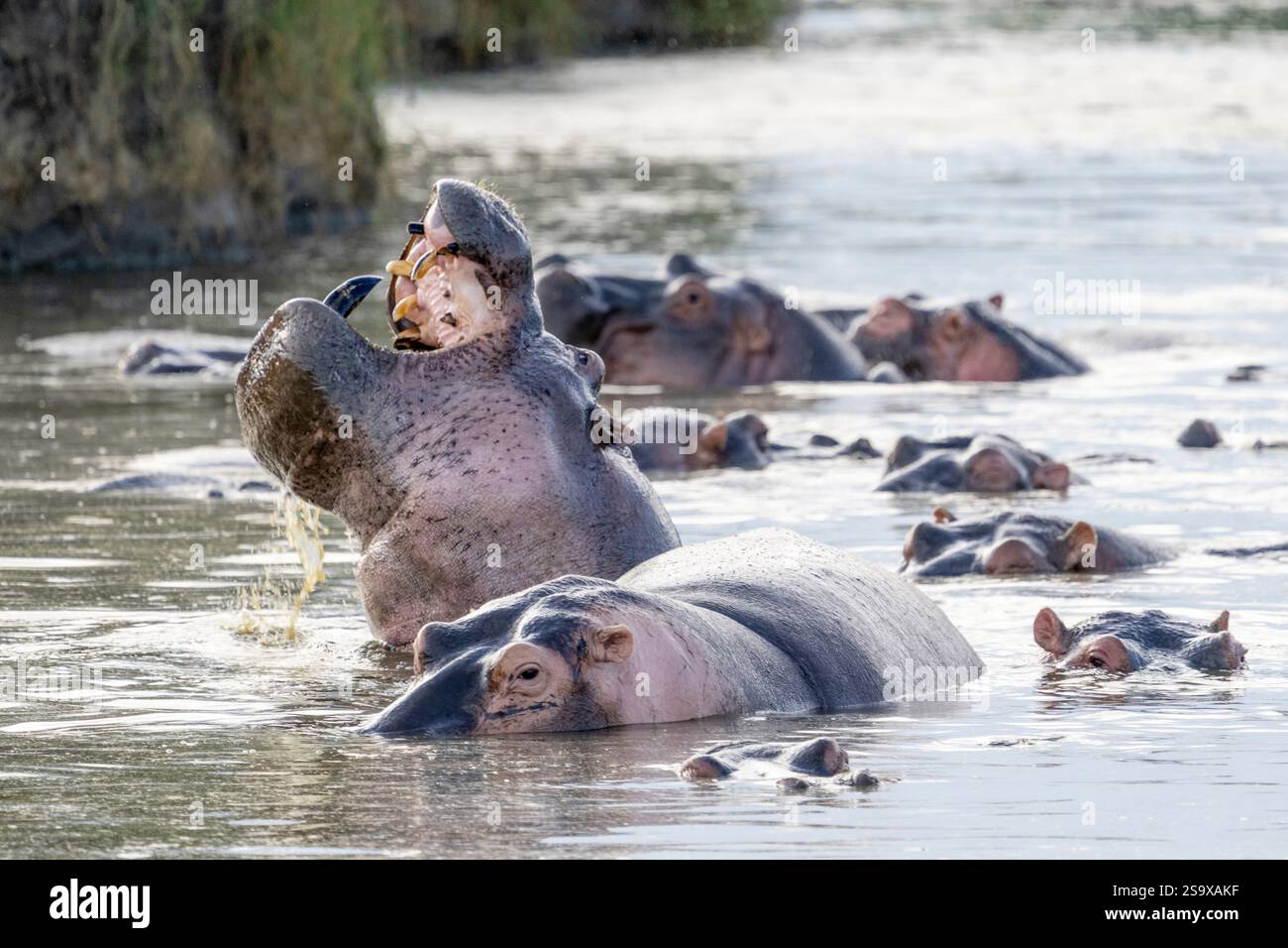 Africa, Tanzania. Hippos yawn to show their teeth Stock Photo - Alamy