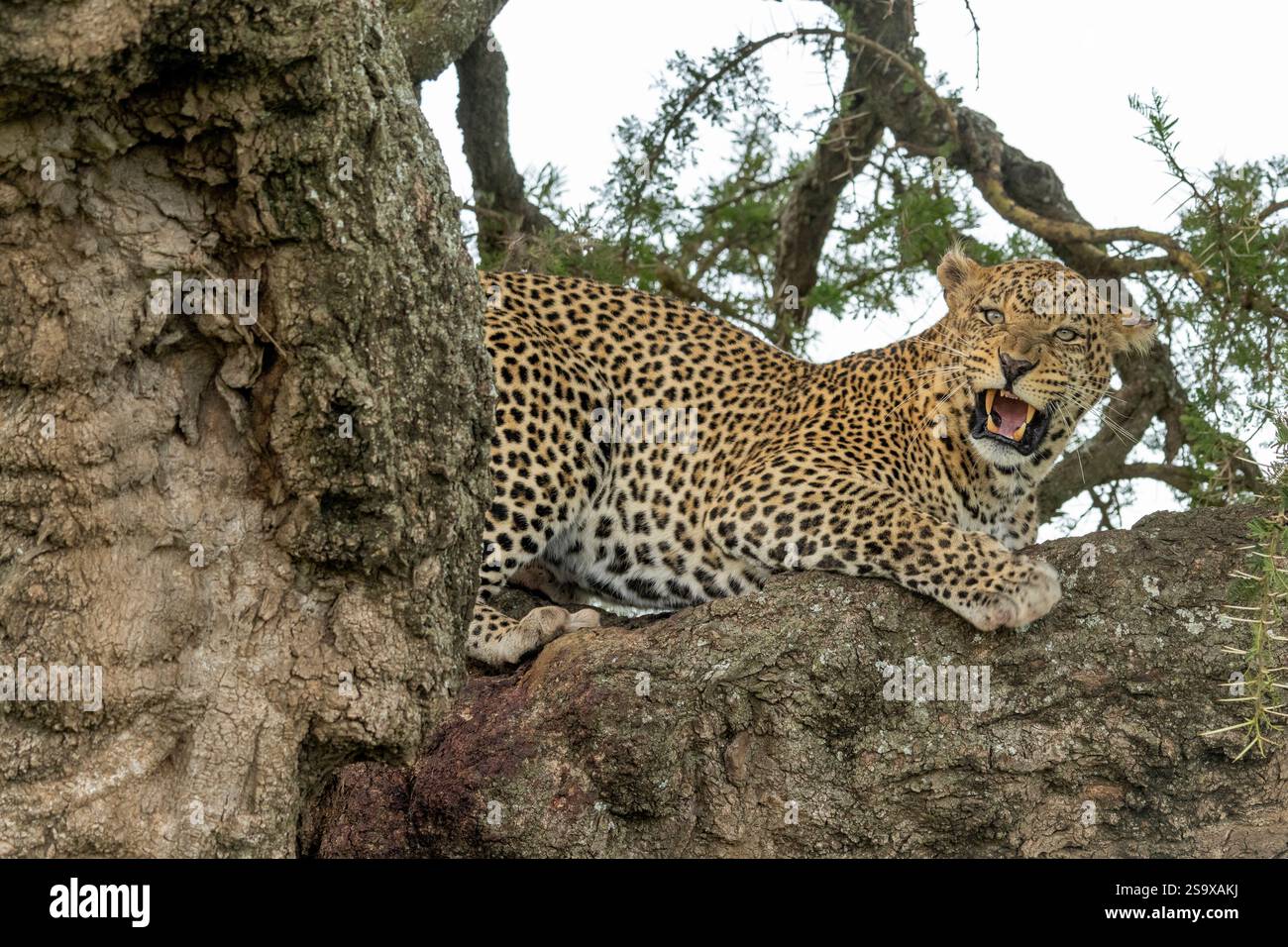 Africa, Tanzania. A big male leopard snarls at birds that are landing ...
