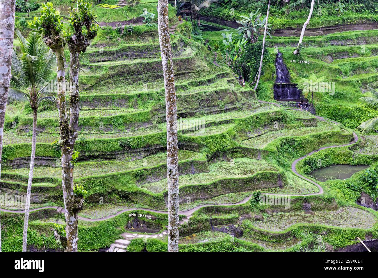 The magnificent Tegallalang Rice Terraces viewed from above in a forest ...