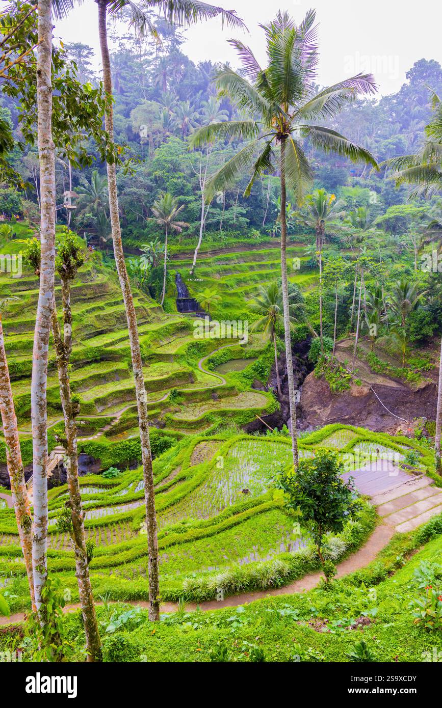 The magnificent Tegallalang Rice Terraces viewed from above in a forest ...