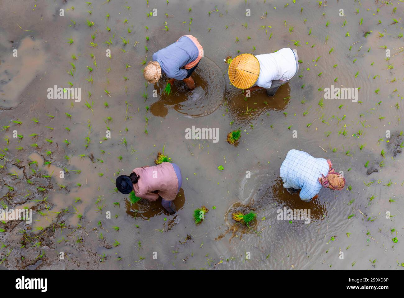 Workers planting new rice roots in the rice fields of Bali, Indonesia ...