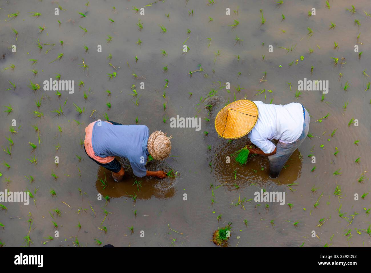 Workers planting new rice roots in the rice fields of Bali, Indonesia ...