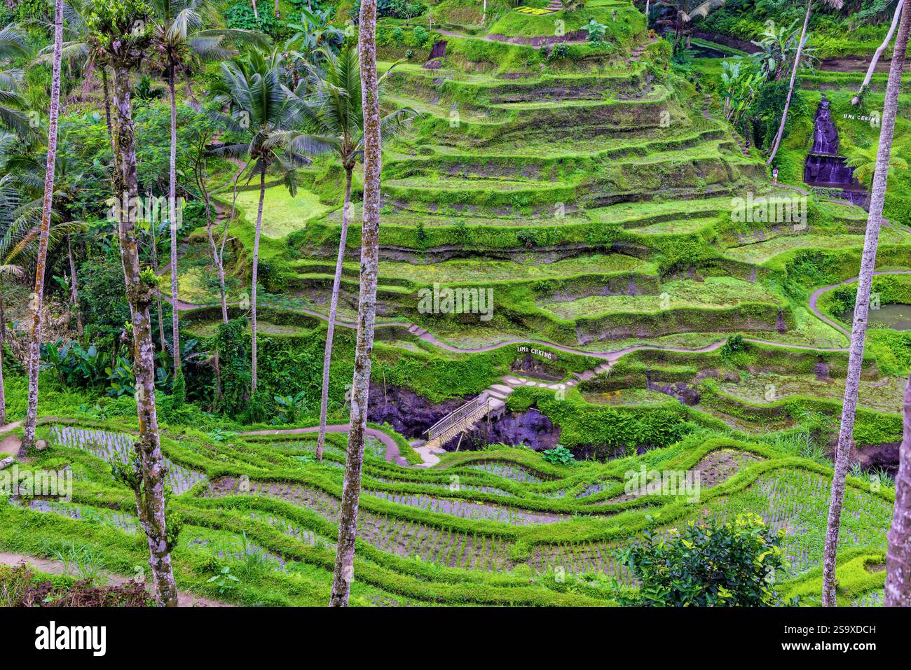 The magnificent Tegallalang Rice Terraces viewed from above in a forest ...