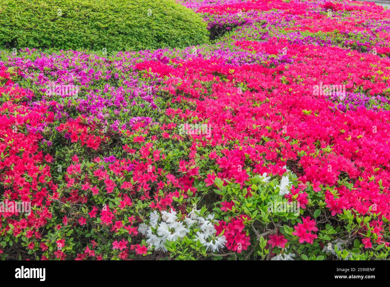 Azalea japan hi-res stock photography and images - Alamy