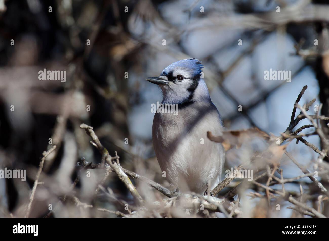 Blue Jay, Cyanocitta cristata, perched in understory Stock Photo - Alamy