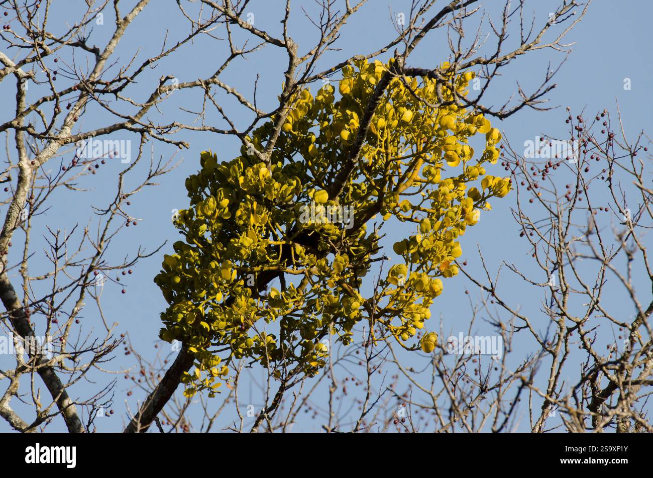 Hairy mistletoe hi-res stock photography and images - Alamy