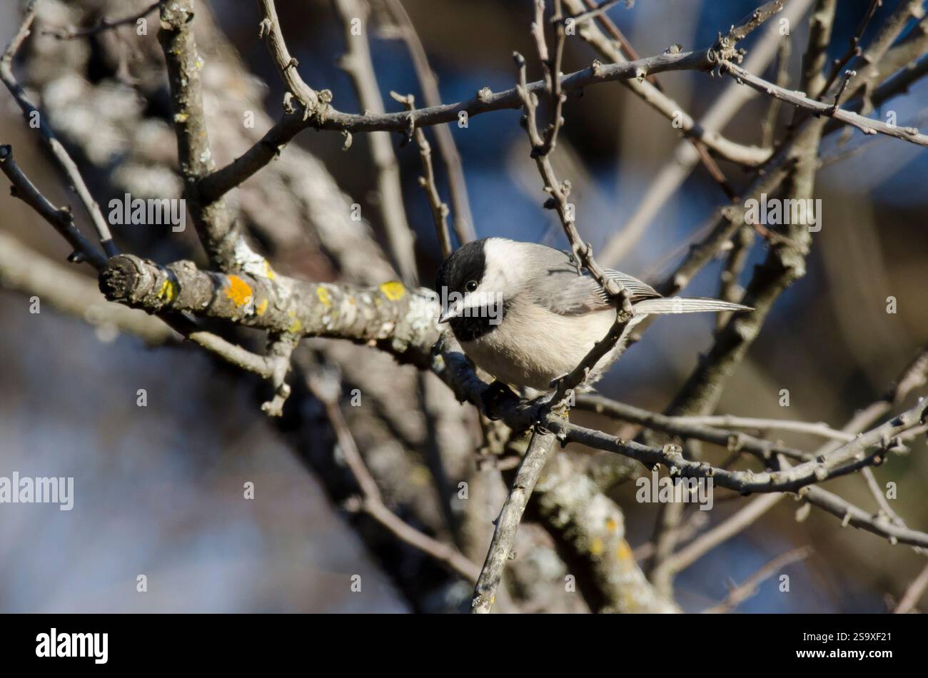 Carolina Chickadee, Poecile carolinensis Stock Photo - Alamy