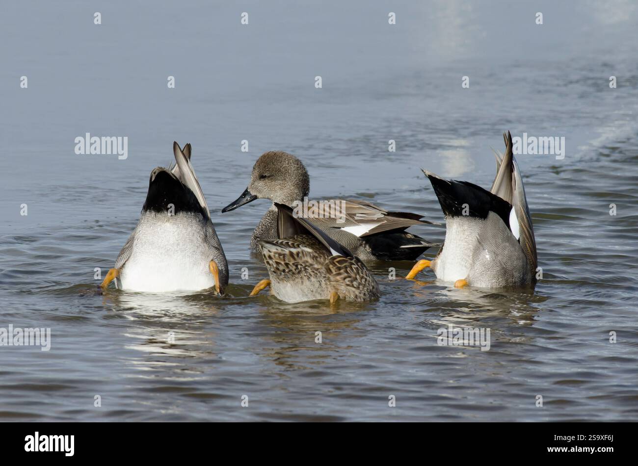 Gadwalls, Mareca strepera, tipping up and feeding Stock Photo - Alamy