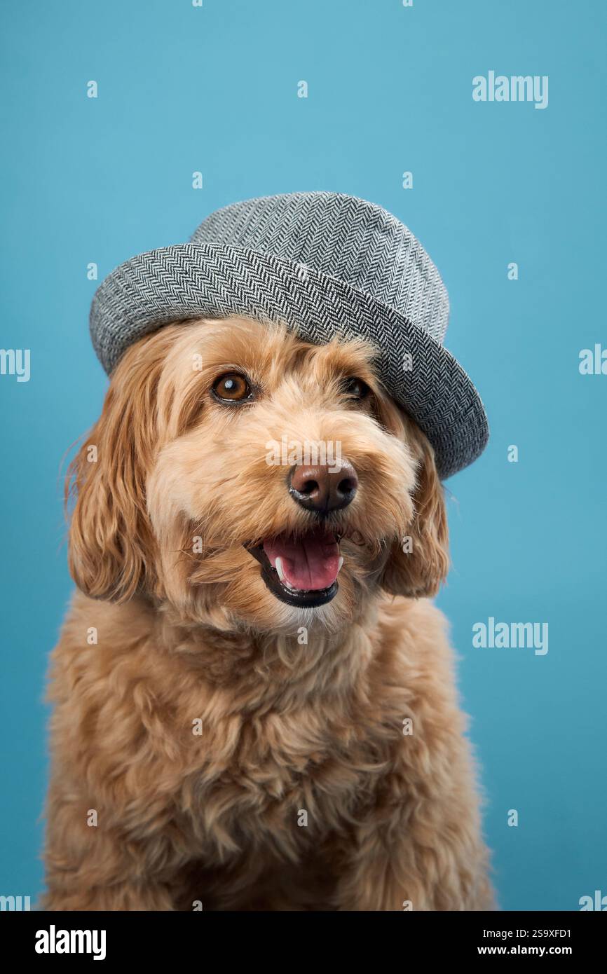 A Labradoodle with curly fur wears a gray hat, sitting against a blue ...