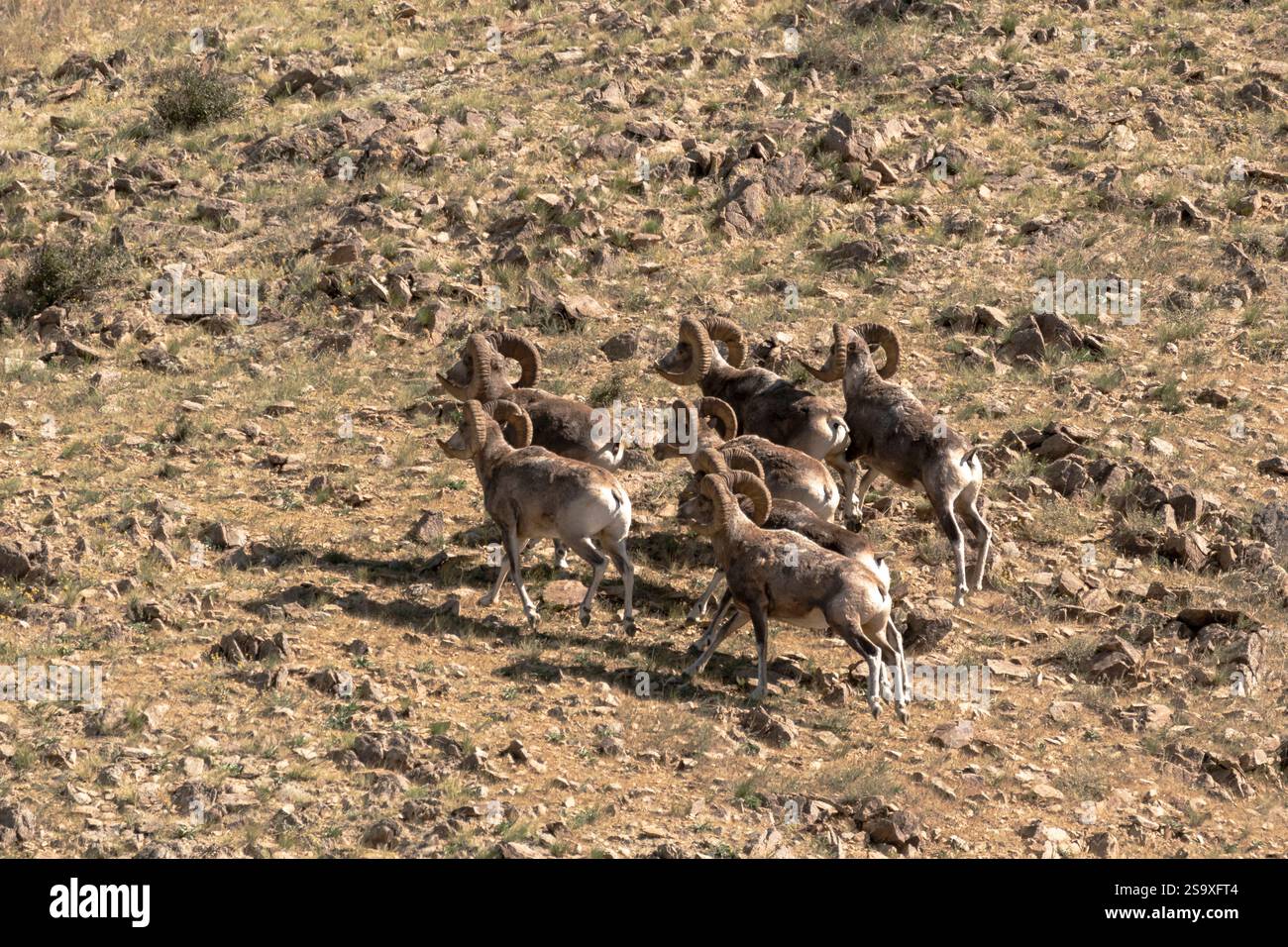Asia, Mongolia, Eastern Gobi Desert. Group of argali sheep runs across ...