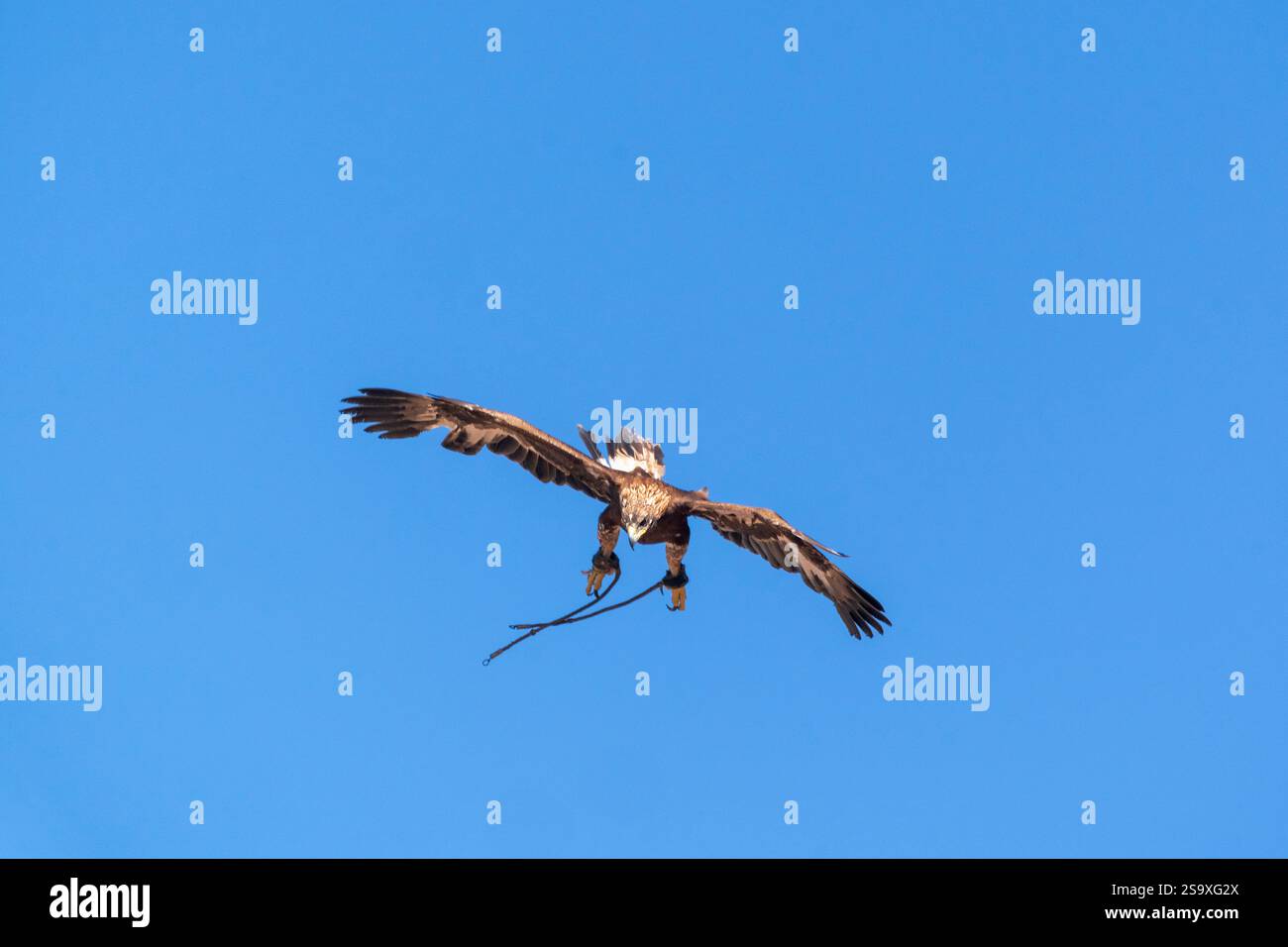 Asia, Mongolia, Bayan-Olgii Province, Kazakh Tribe. Altai Eagle ...