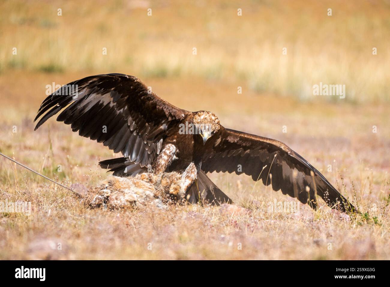 Asia, Mongolia, Bayan-Olgii Province, Kazakh Tribe. A golden eagle ...