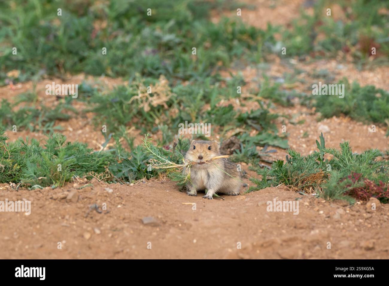 Asia, Mongolia, hustai National Park. Portrait of a Brandt's vole ...