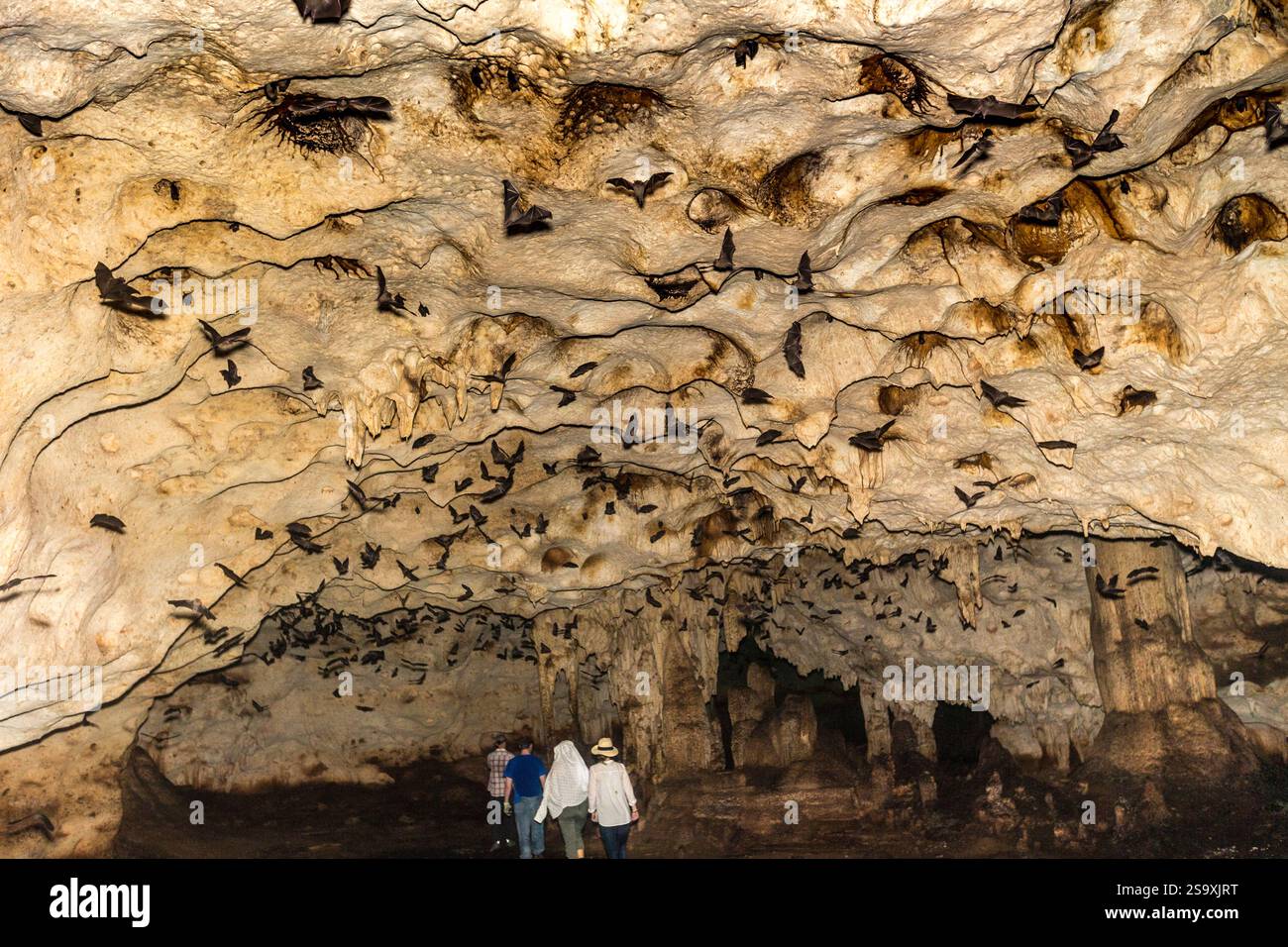 Cave full of bats in Guanahacabibes National Park Stock Photo - Alamy