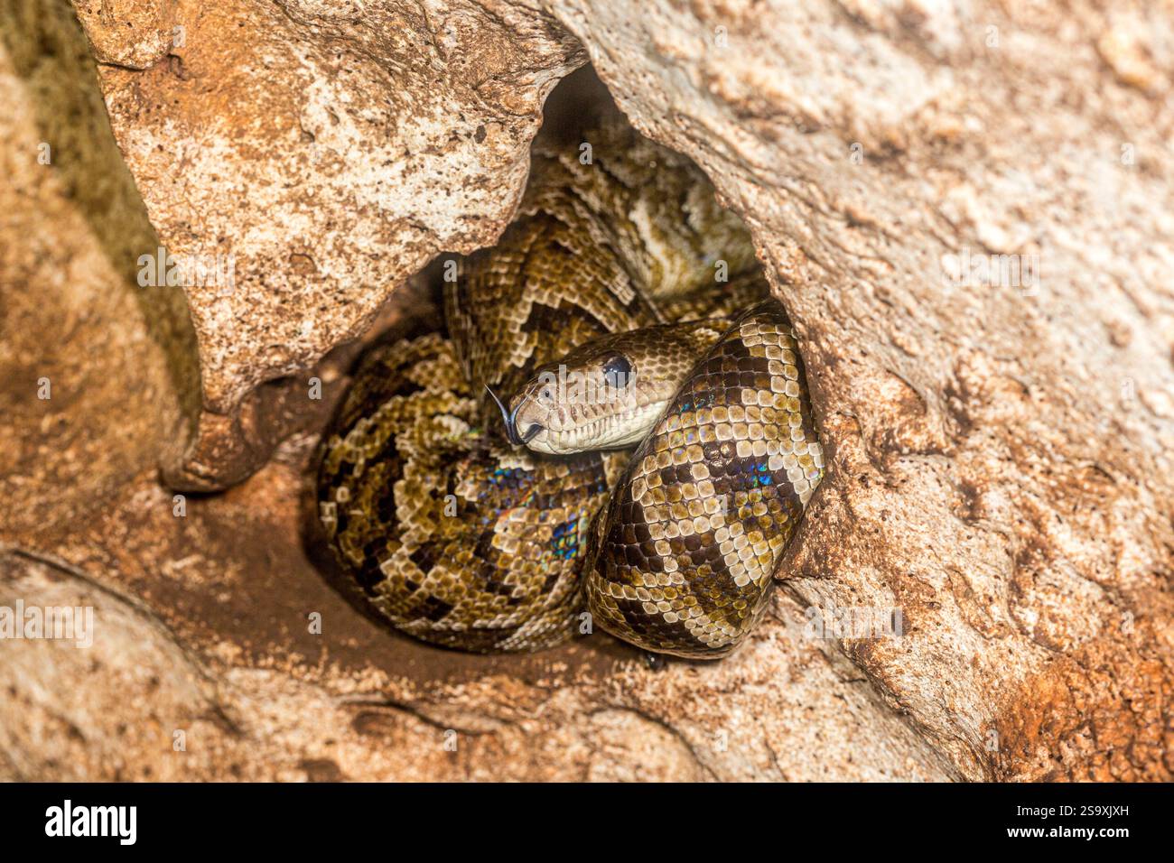 The Cuban Boa in a cave in Guanahacabibes National Park Stock Photo - Alamy