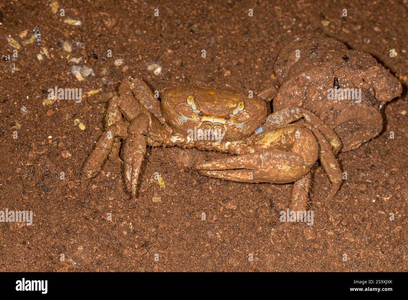 A terrestrial crab, living inside a dark cave in Guanahacabibes ...
