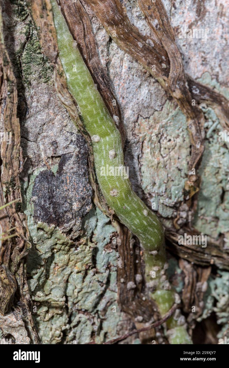 The unique green speckled root of a rare Ghost Orchid Stock Photo - Alamy