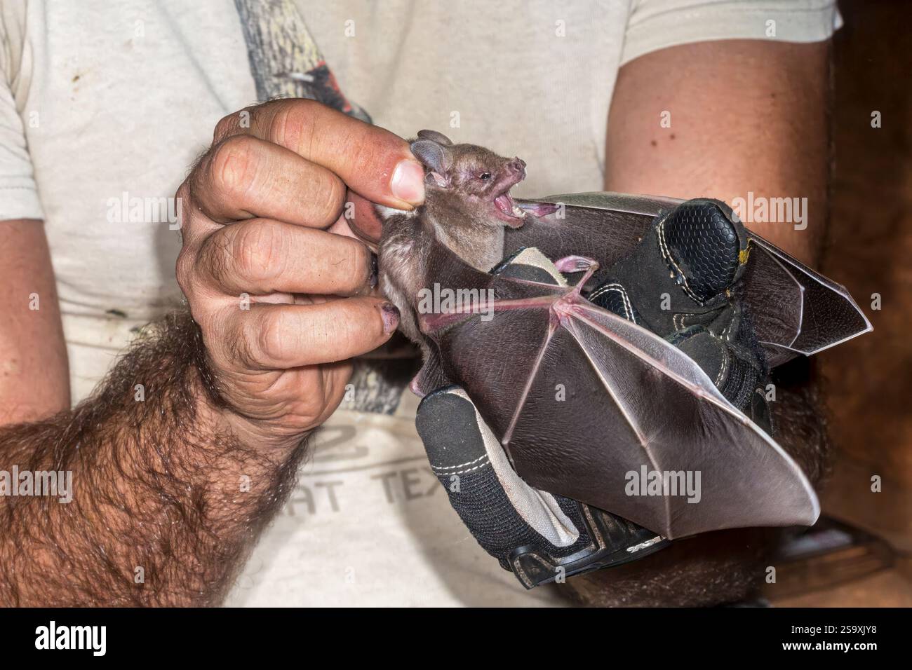 Captured bats are safely examined for a research project in ...