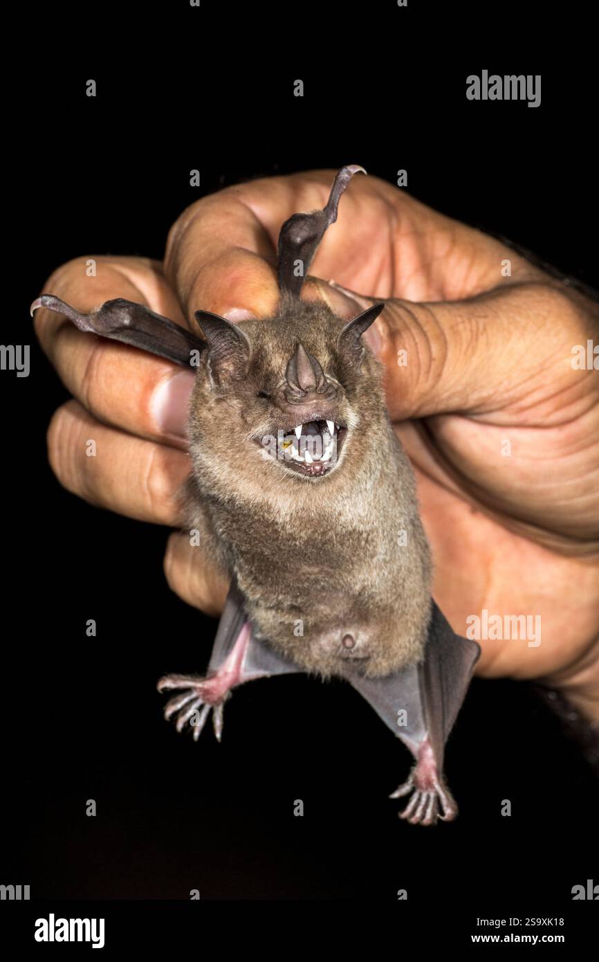 Captured bats are safely examined for a research project in ...