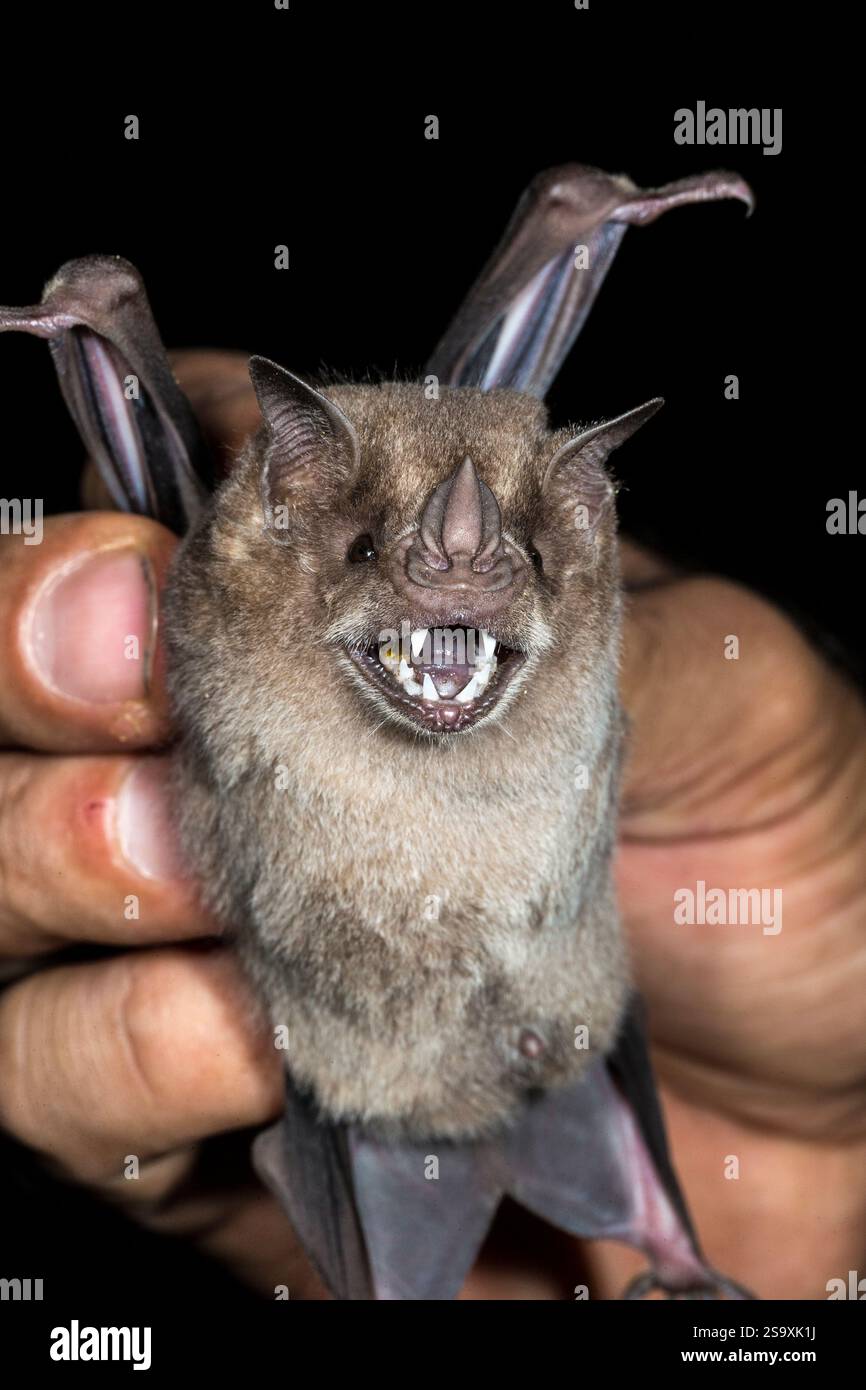 Captured bats are safely examined for a research project in ...
